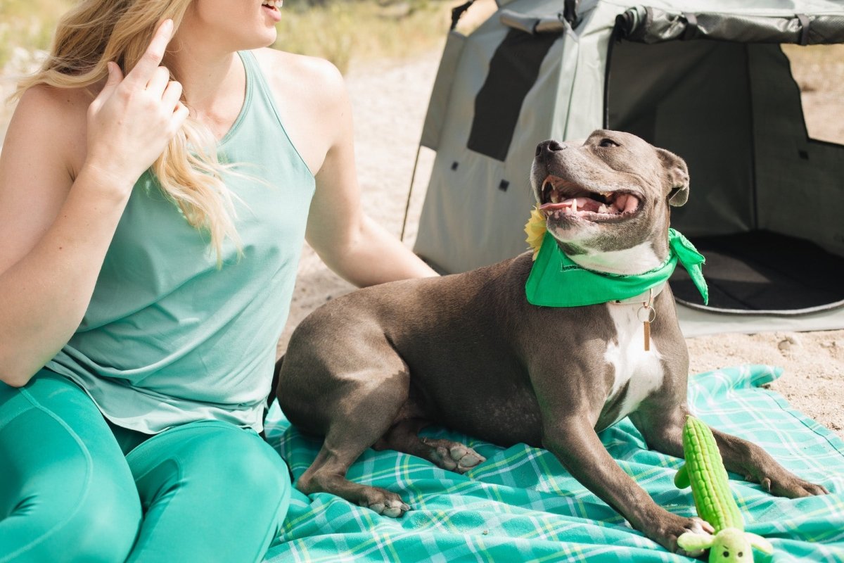 Planning a Vacation Soon? Take Your Pup With You in The Pop N Go Pets ...
